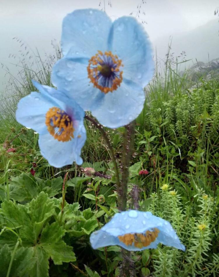 Trek through the Flower Valley during the Monsoon Season - Chalo!Reisen